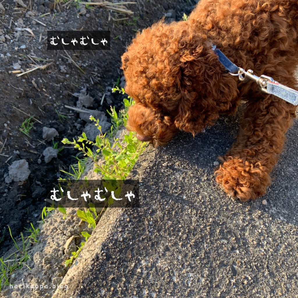 【トイモカプー】道草を食うモカちゃん - ★ふらふらふしぎ帖★byハリカッパblog